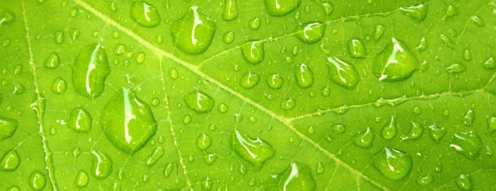 New Findings On Foliar Potassium