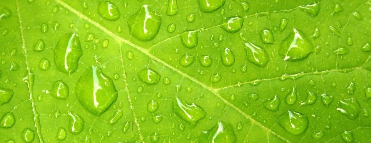 New Findings On Foliar Potassium