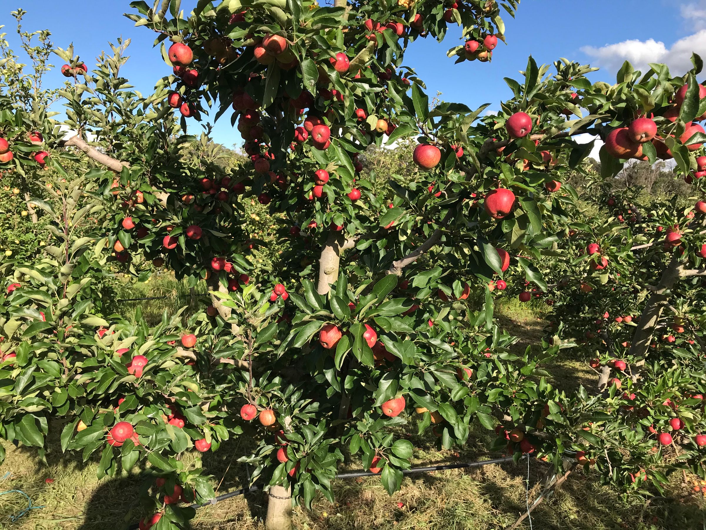 The Life of a Happy Apple